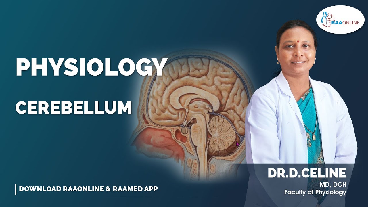 Cerebellum Youtube