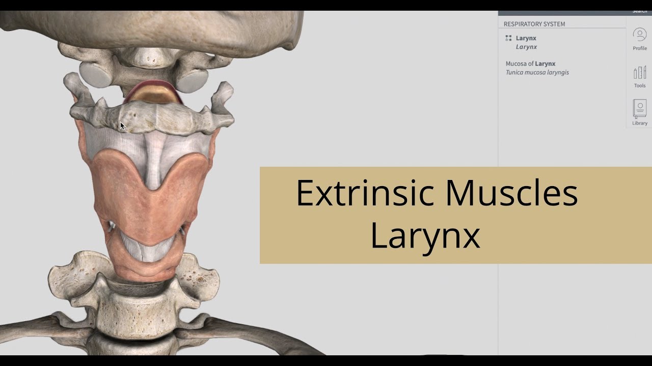 Larynx Muscle Anatomy