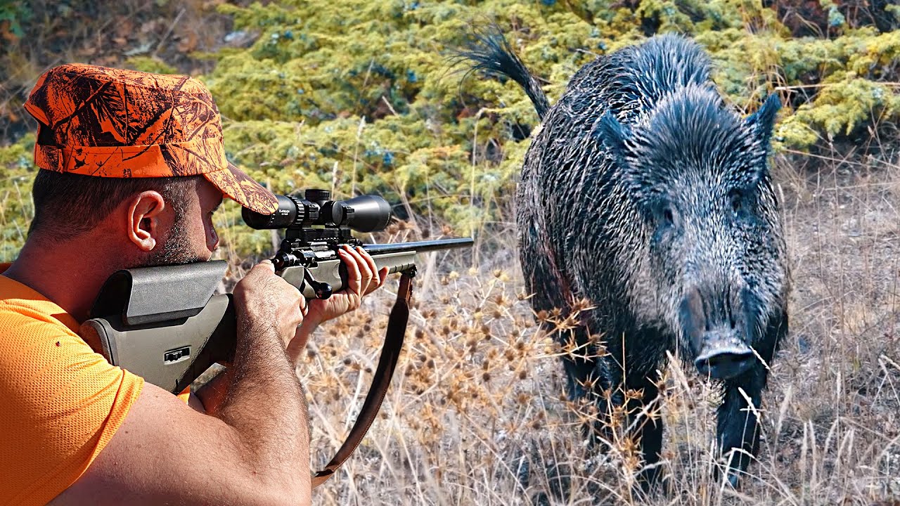 Adrenali̇n Yüklü Mükemmel Yaban Domuzu Avi Best Wild Boar Hunting