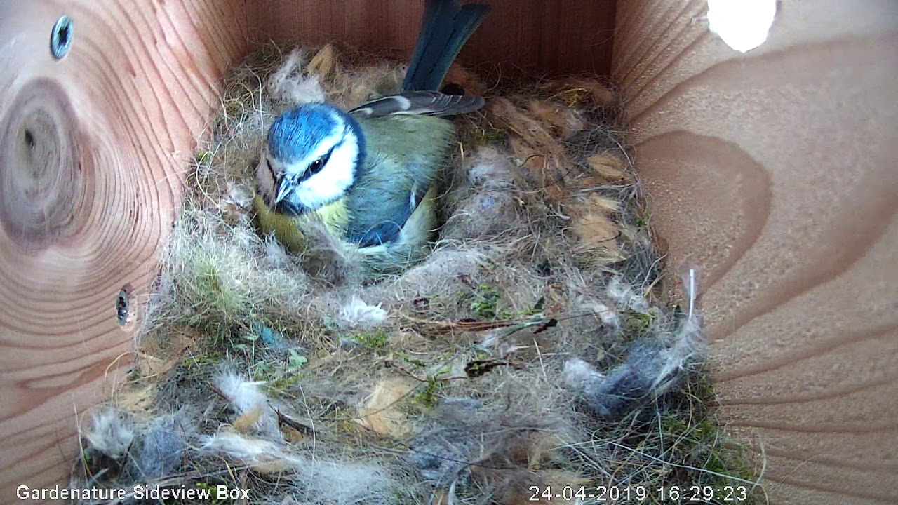 Blue Tits Nesting In A Gardenature Sideview Box Youtube