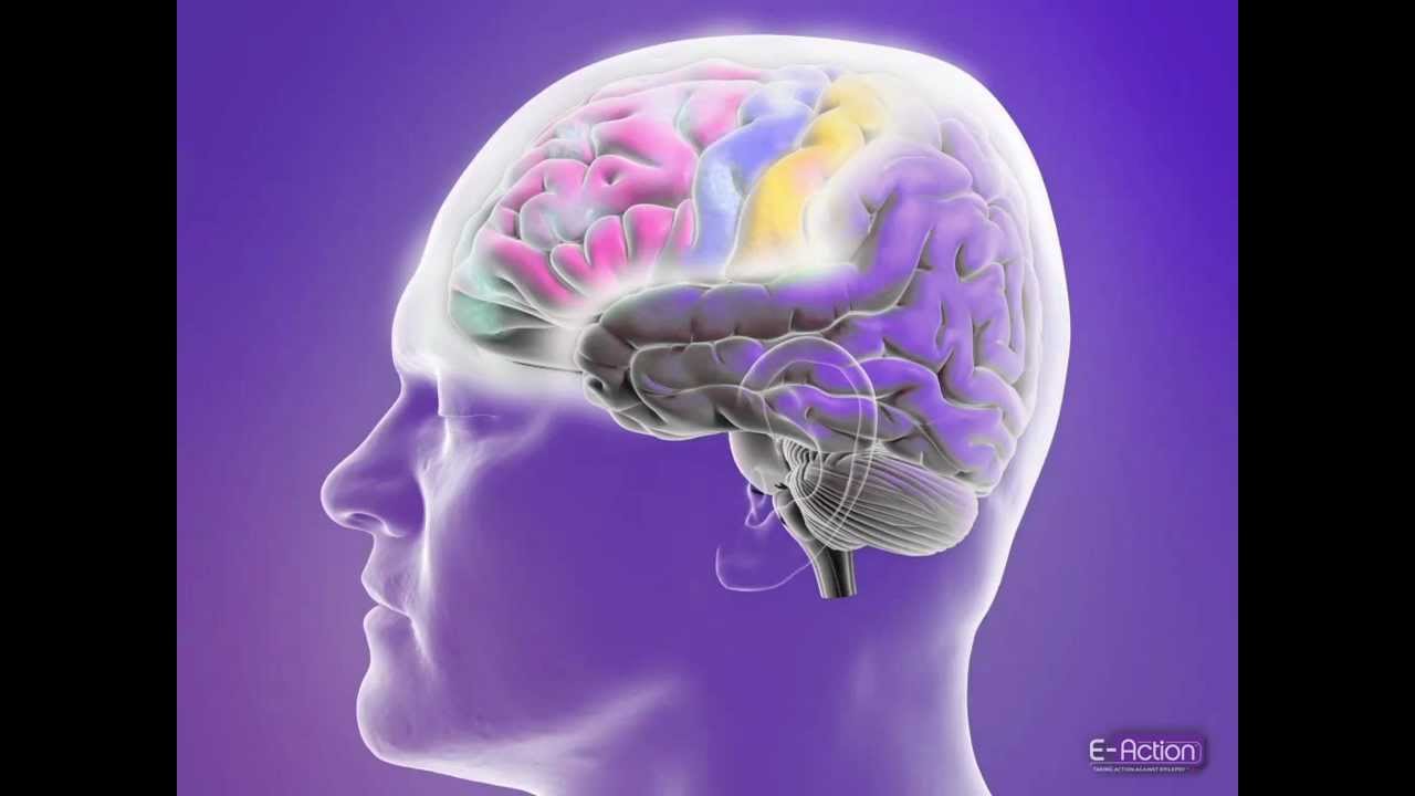 Functional Regions Of The Brain Youtube