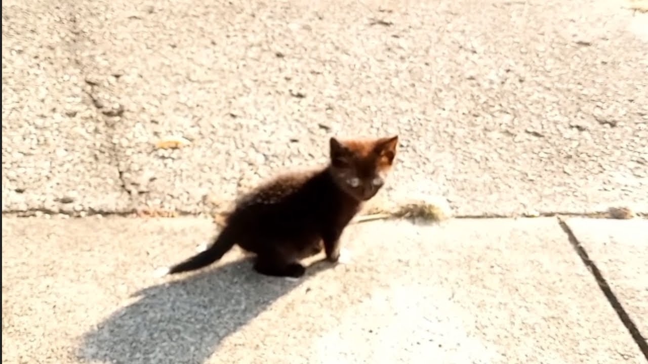Stray Kitten Walks Across The Street To Its Home Youtube