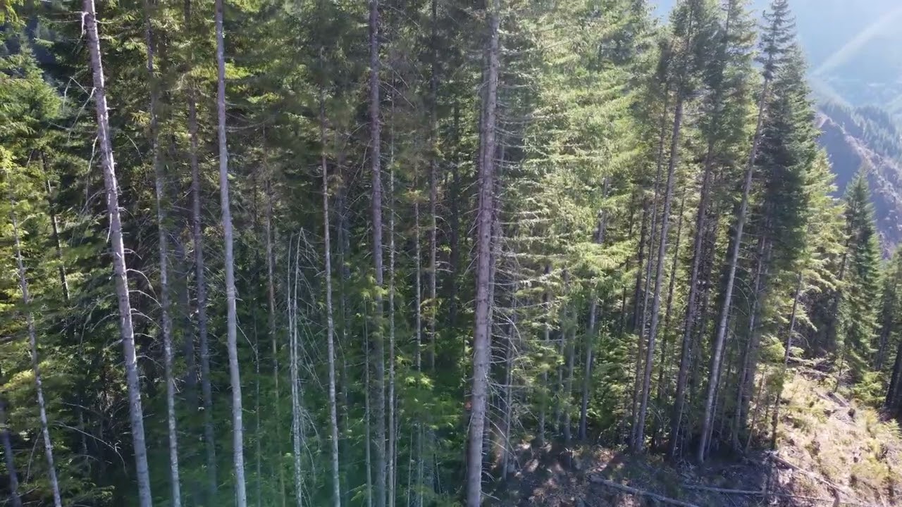 Tree Topping Rigging Youtube