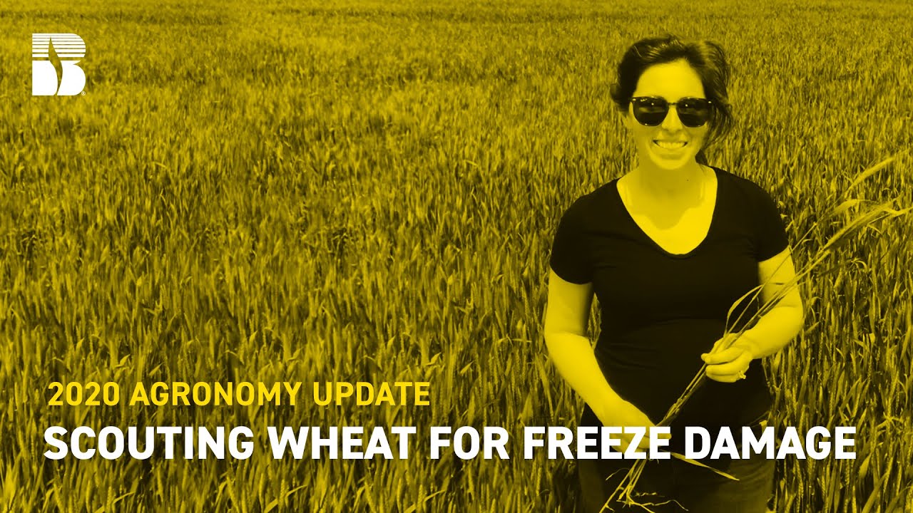 Scouting Wheat For Freeze Damage Beck S Agronomy Update Youtube