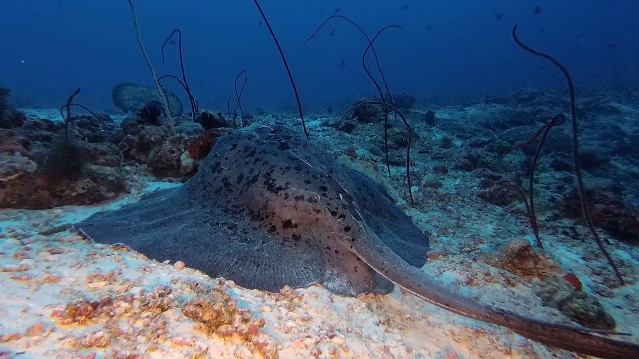 Maldives Croisière Devana Kandu Spiritdiver Hd Youtube
