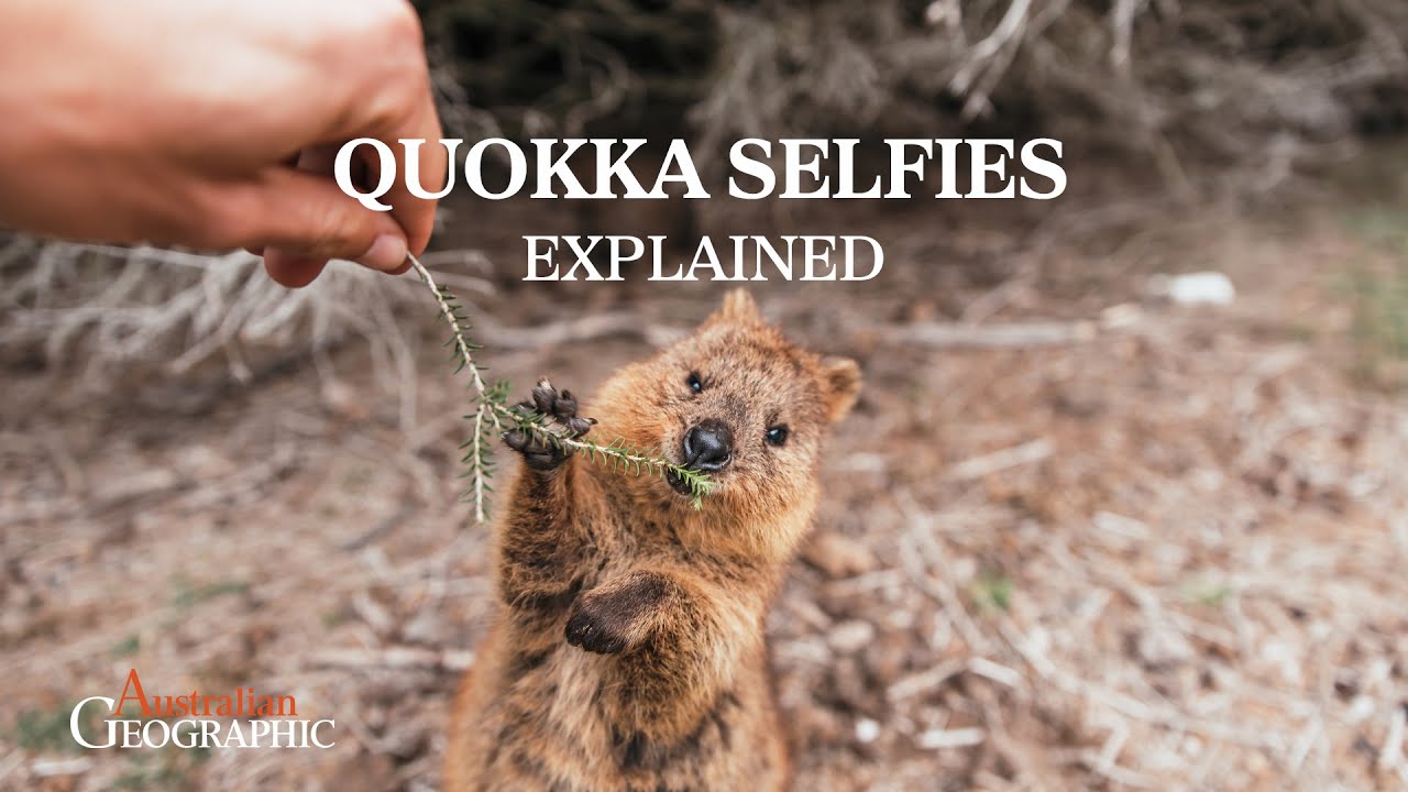 The Truth Behind Quokka Selfies Youtube