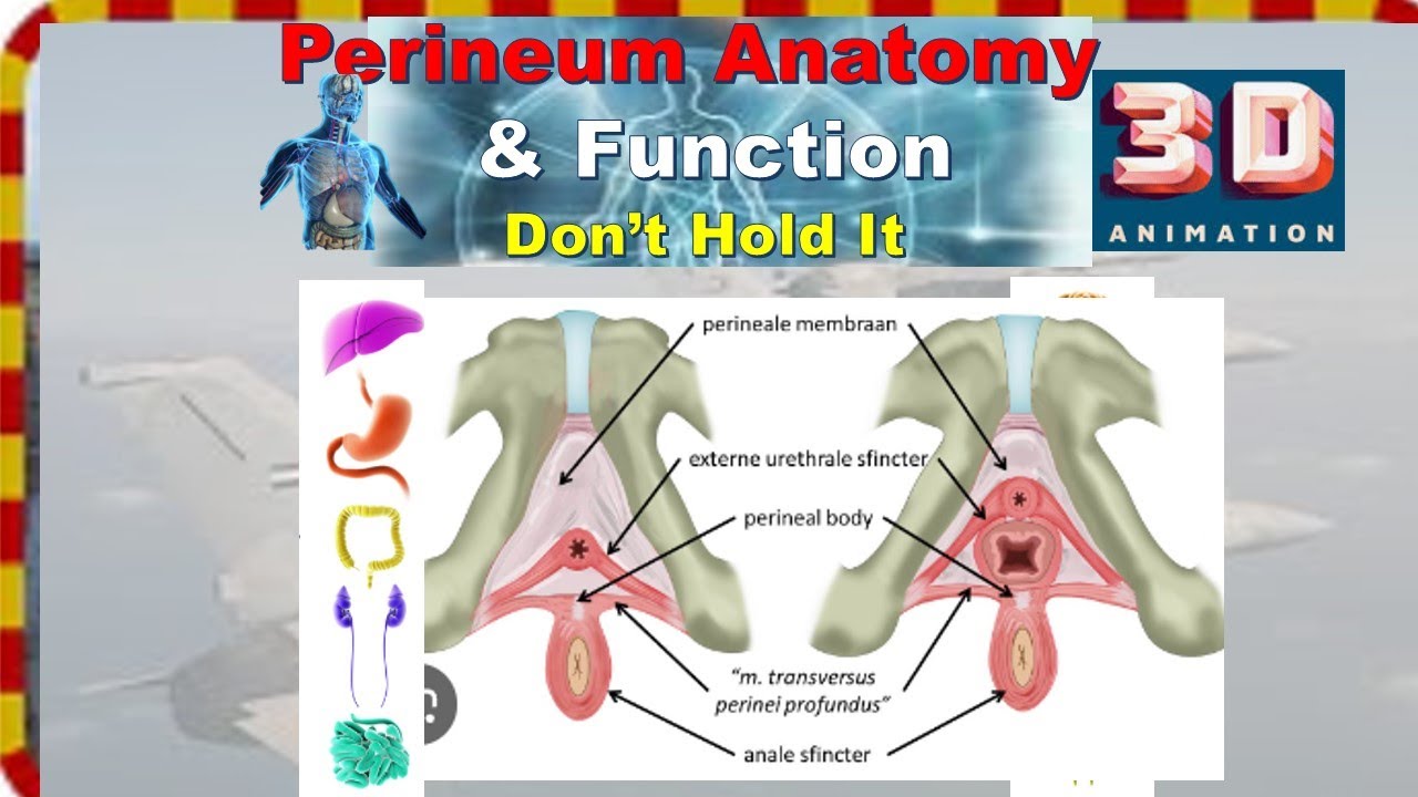 Perineum Location Anatomy Function Conditions With 3d Animation