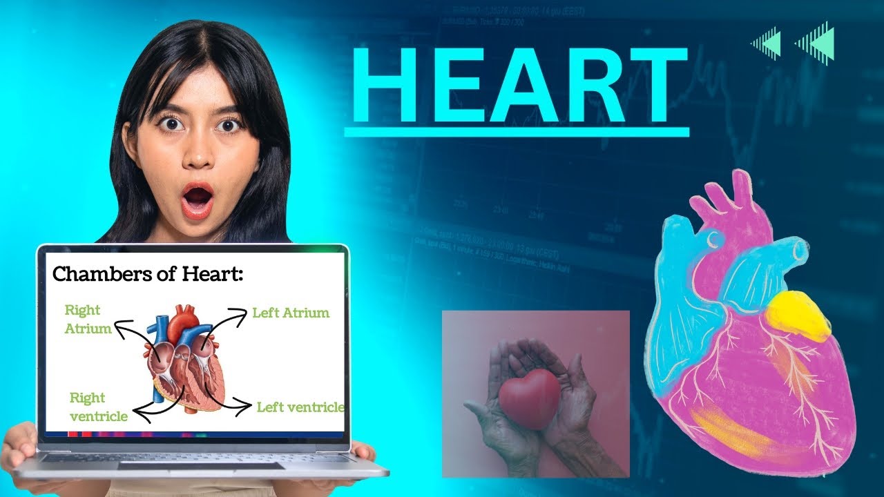 Human Heart Basic Anatomy Chambers Valves Coronary Artery Youtube