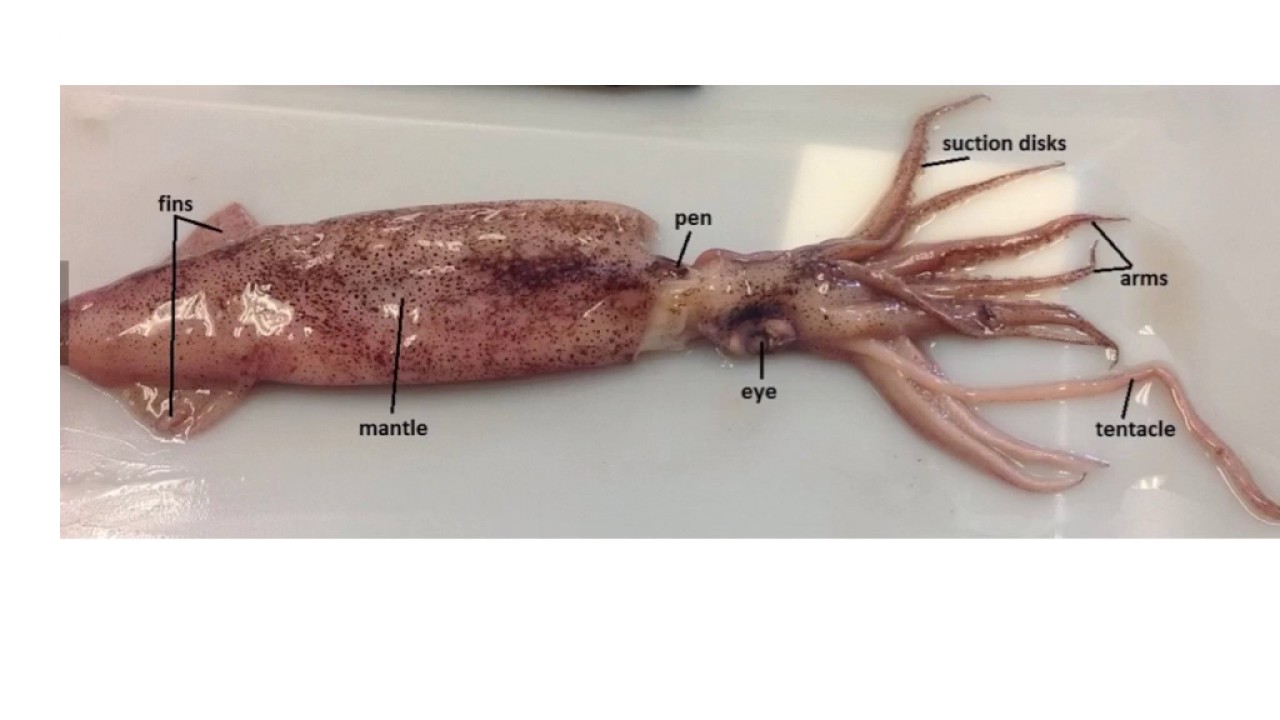 Squid Anatomy Youtube