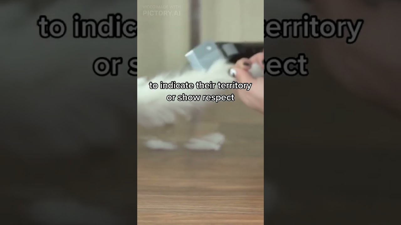 Strangest Cat Behaviors Explained Cat World News