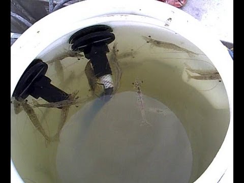 Diy Livebait Tank Youtube