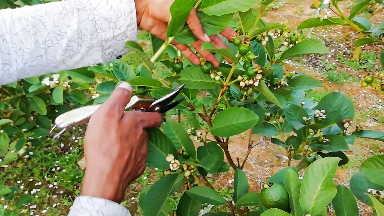 How Do I Prune My Guava Tree Pruning Guava Tree Jahid Agro Food