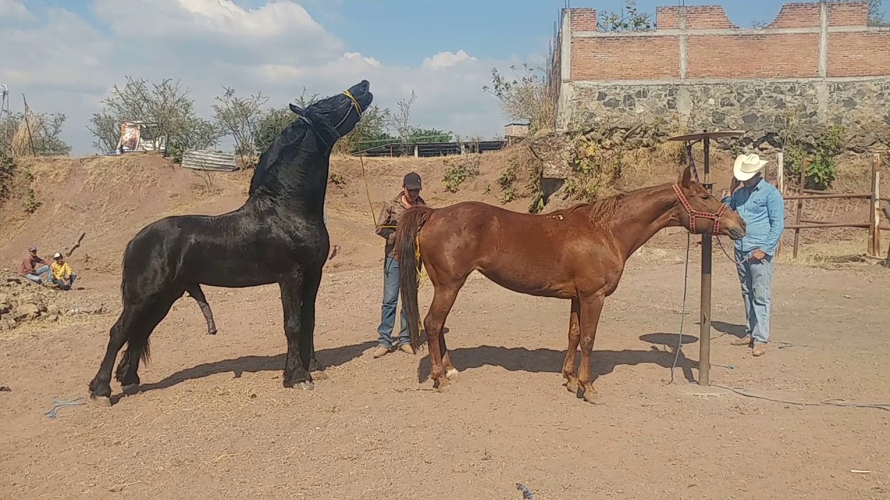 Monta De Cuarto De Milla Y Frisian Youtube