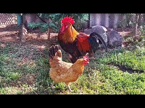 Two Energetic Roosters Which One Is The Main One Youtube