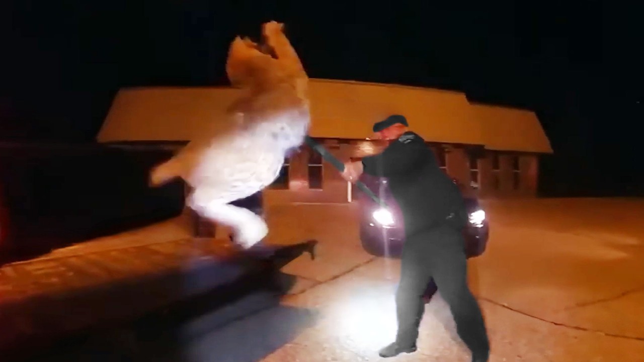 Craziest Police Videos On The Internet Youtube