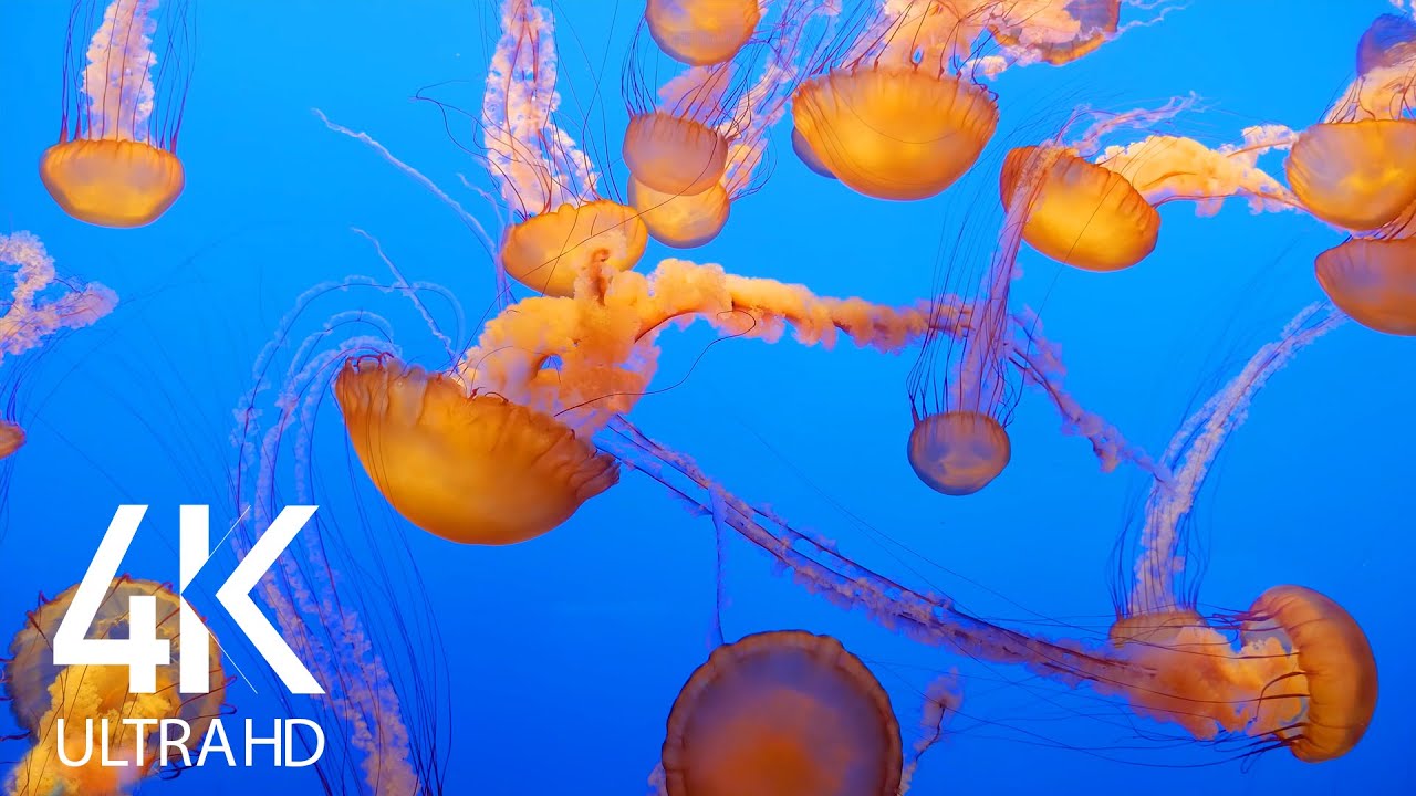 8 Hours Relaxing Dance Of Jellyfish 4k Beautiful Aquarium Screensaver