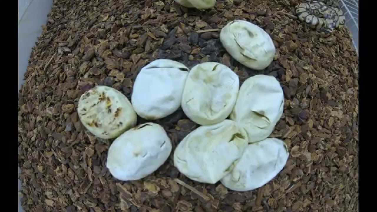 Ball Python Eggs Hatching Time Lapse Youtube
