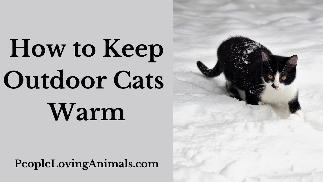How To Keep Stray Cats Warm Outside Detroit Chinatown