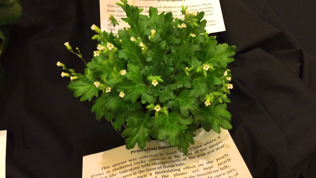 Primulina Collection Youtube