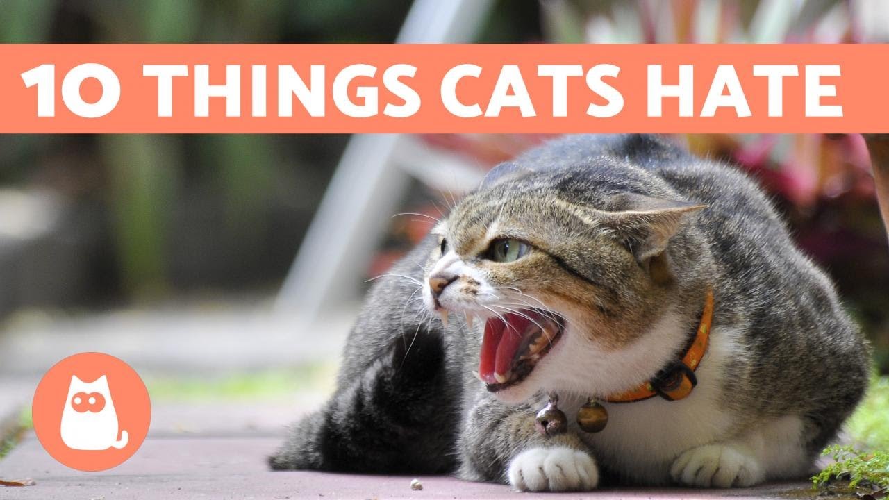 10 Things Cats Hate That You Should Avoid Dog Potato