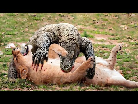 20 Deadliest Komodo Dragon Attacks Youtube