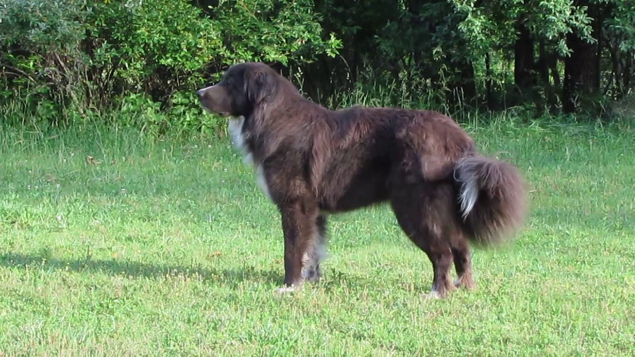 Black Great Pyrenees Facts Description Profile Traits Care