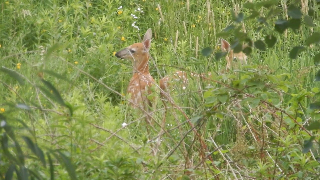 Eb3c2d2d A1d9 40f6 9841 F7deee55866a Youtube