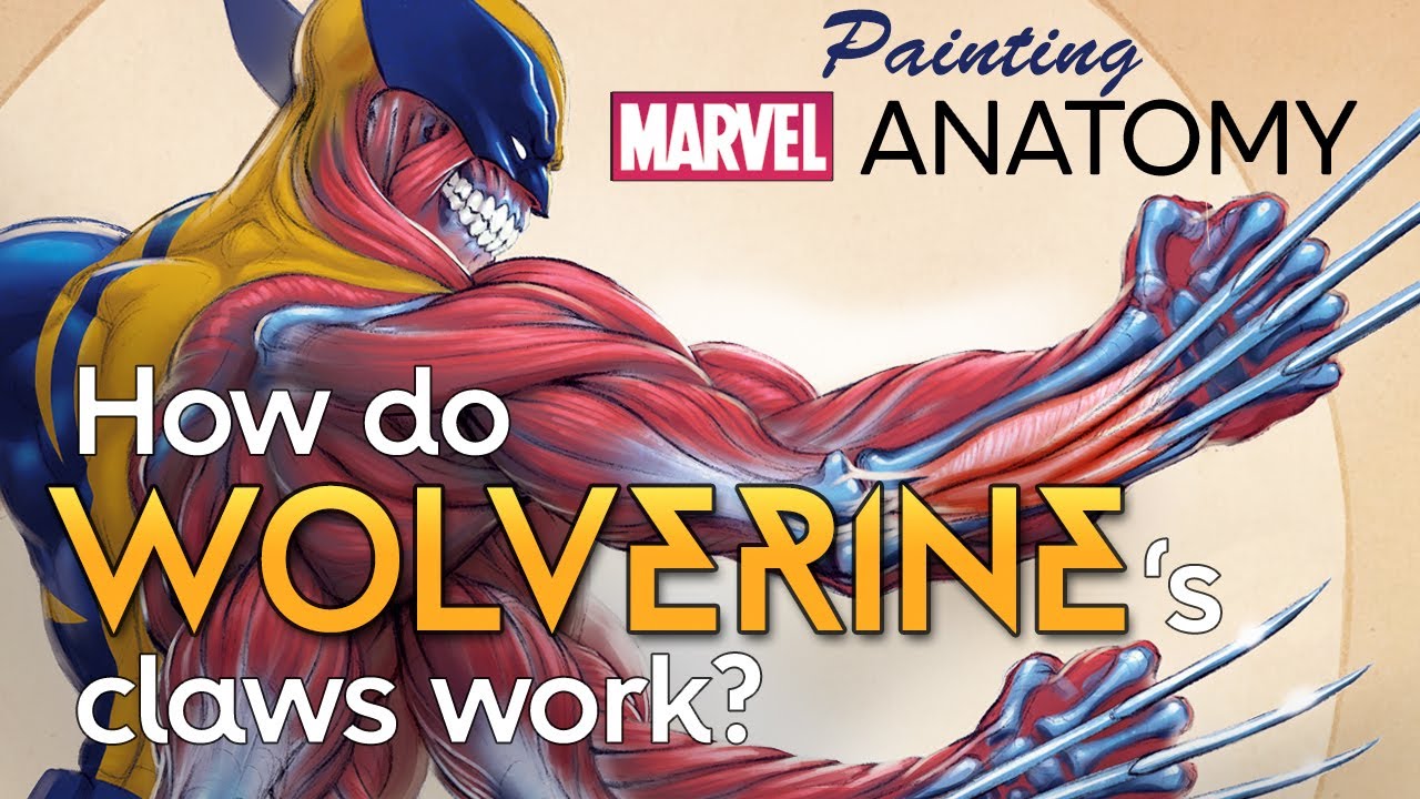 How Do Wolverine S Claws Work Marvel Anatomy Jonah Lobe