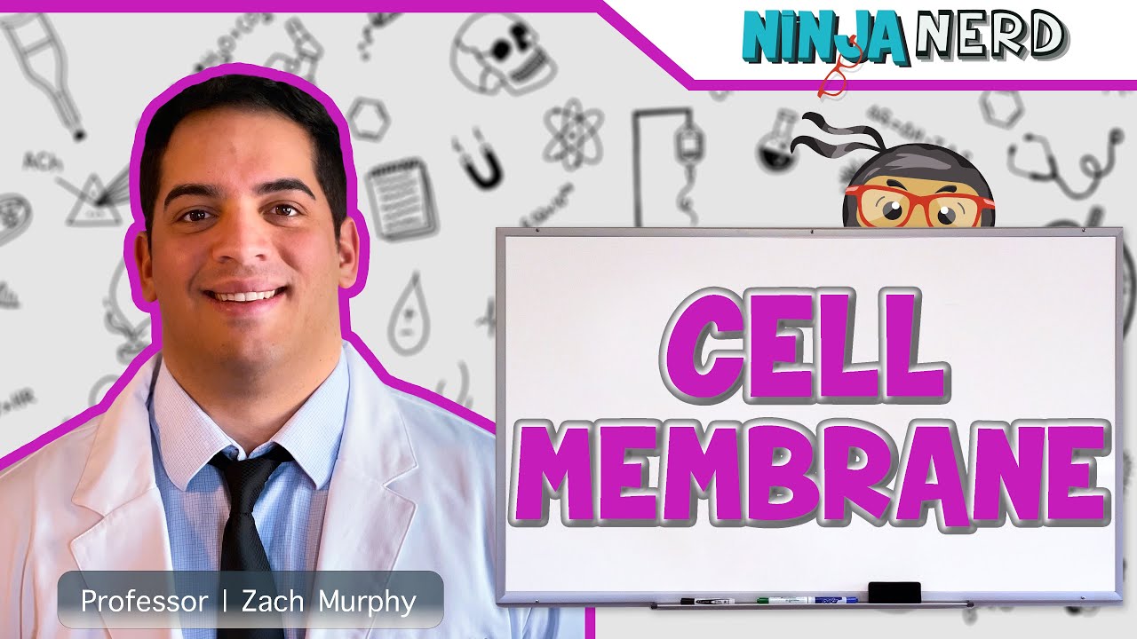 Cell Membrane Structure Function Youtube