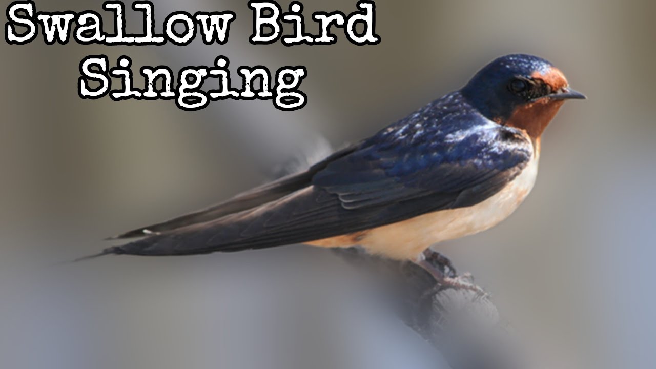 Swallow Bird Singing Swallow Bird Sound Animals Change Youtube