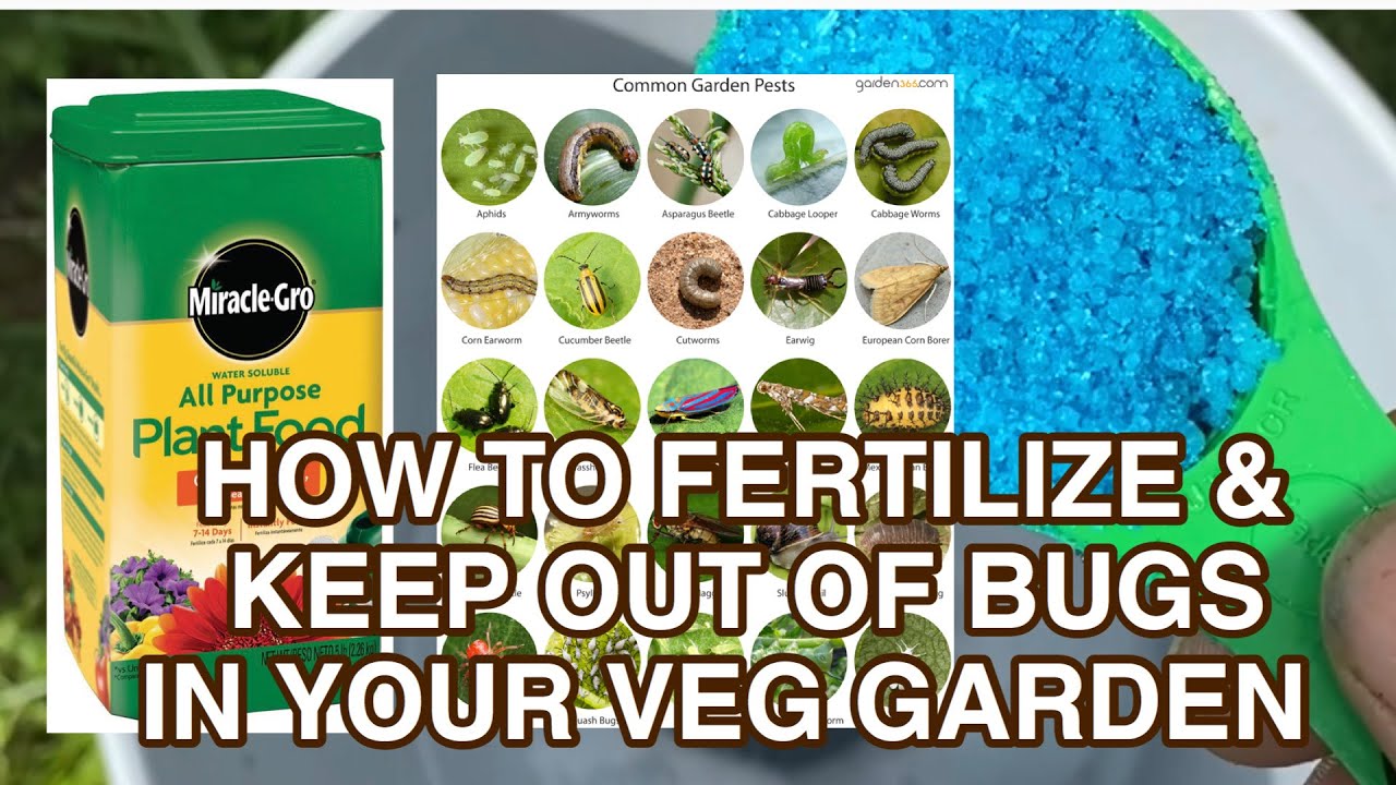 How To Fertilize And Control Pest From Your Vegetable Garden Youtube