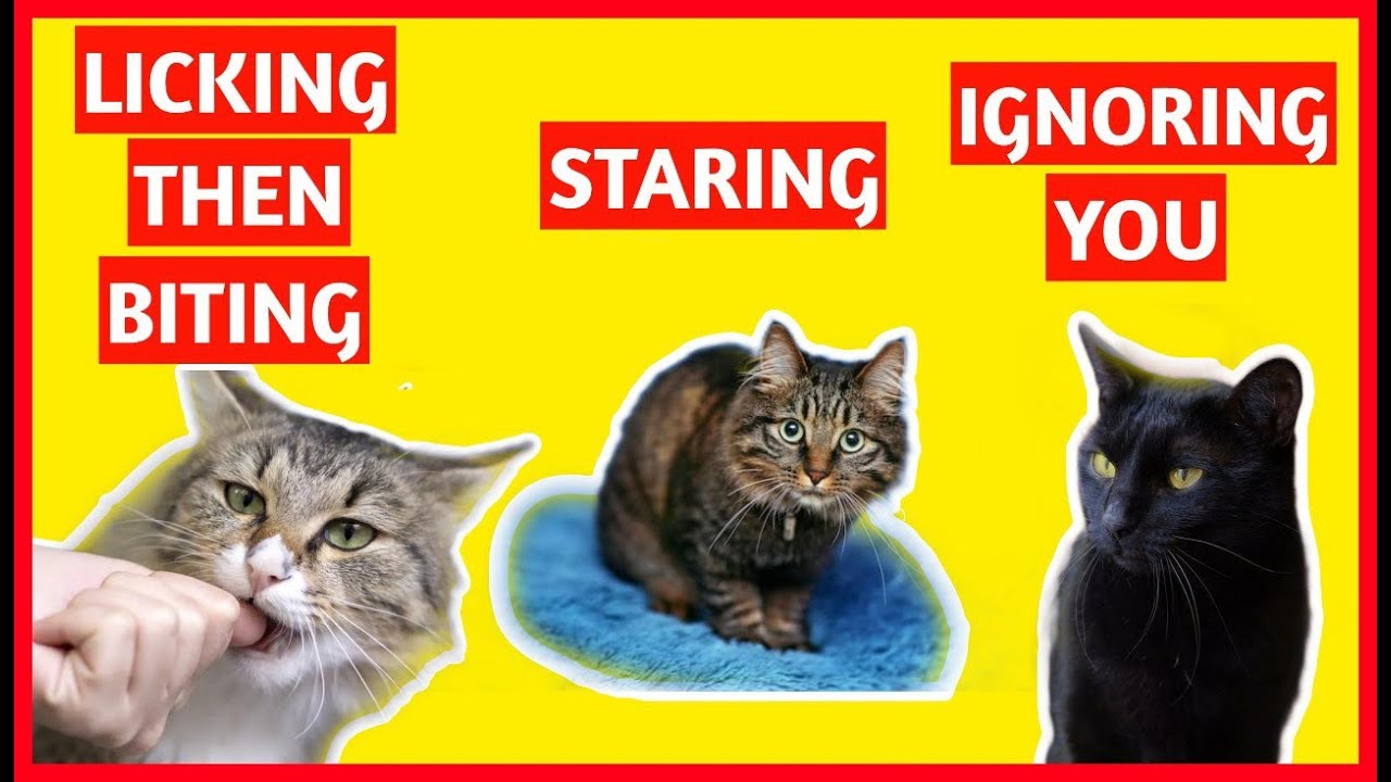 8 Strange Cat Behaviors Explained Youtube