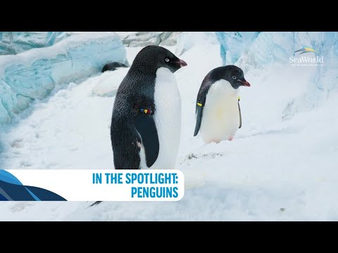 In The Spotlight Penguins Youtube