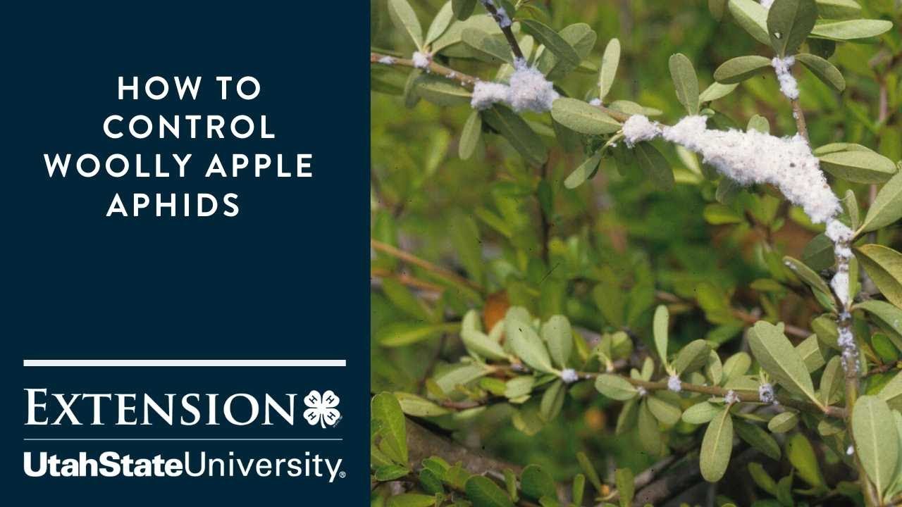 How To Manage Woolly Apple Aphids Youtube