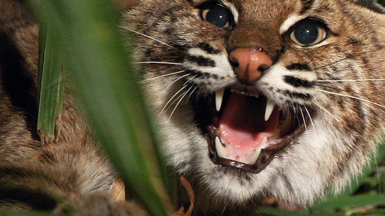 Dangerous Invaders 10 Bobcat Vs Python Youtube