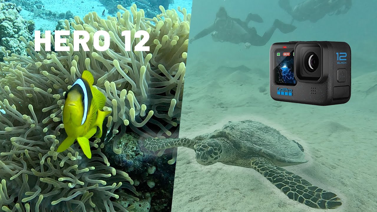 Gopro Hero 12 Underwater Footage Youtube