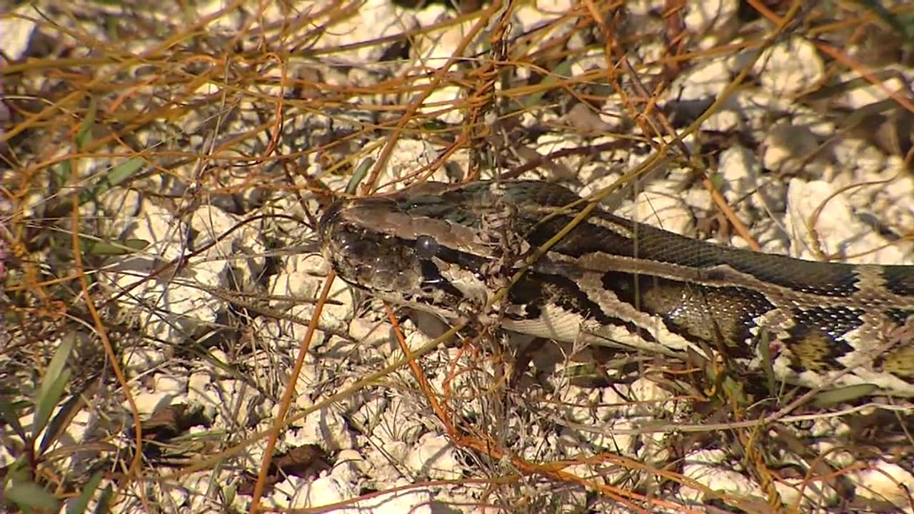 2013 Python Challenge Youtube