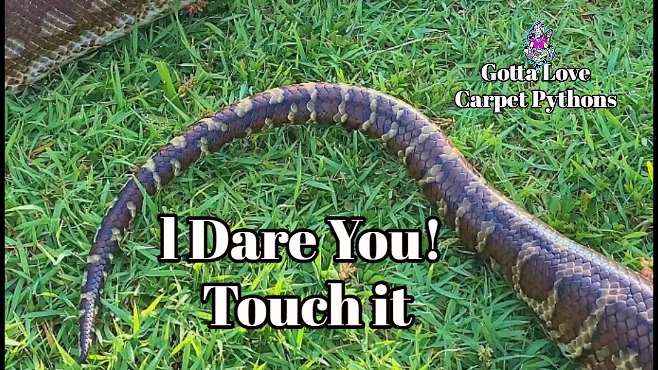 Dont Touch A Snakes Tail Youtube