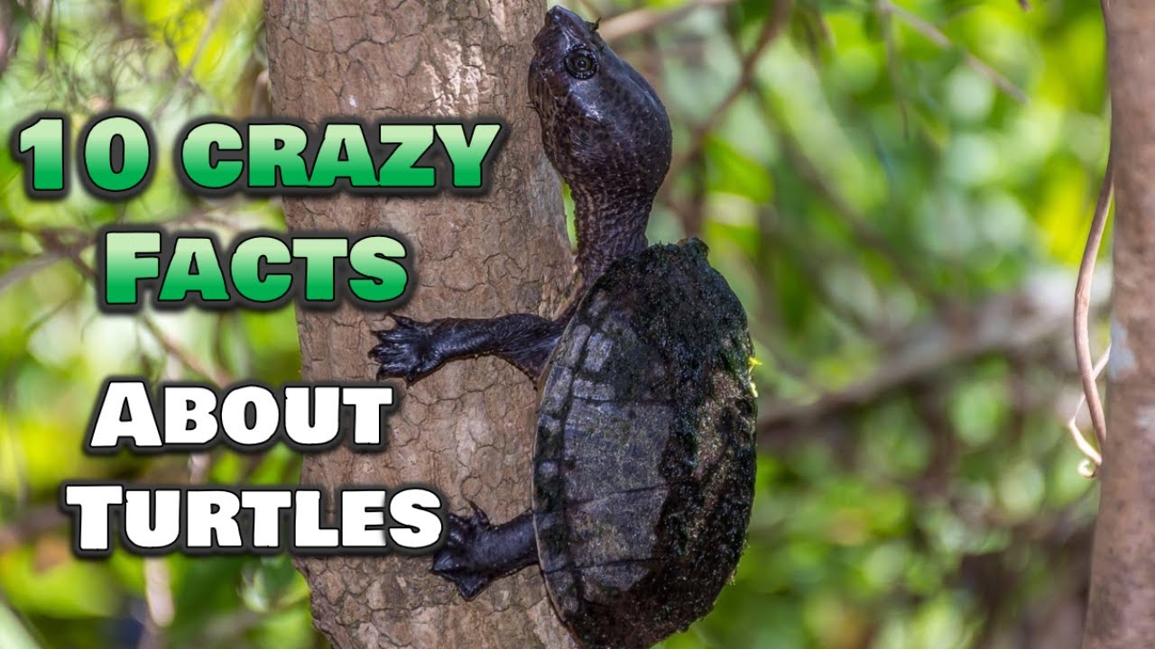 10 Crazy Fun Facts You Didn T Know About Turtles Youtube