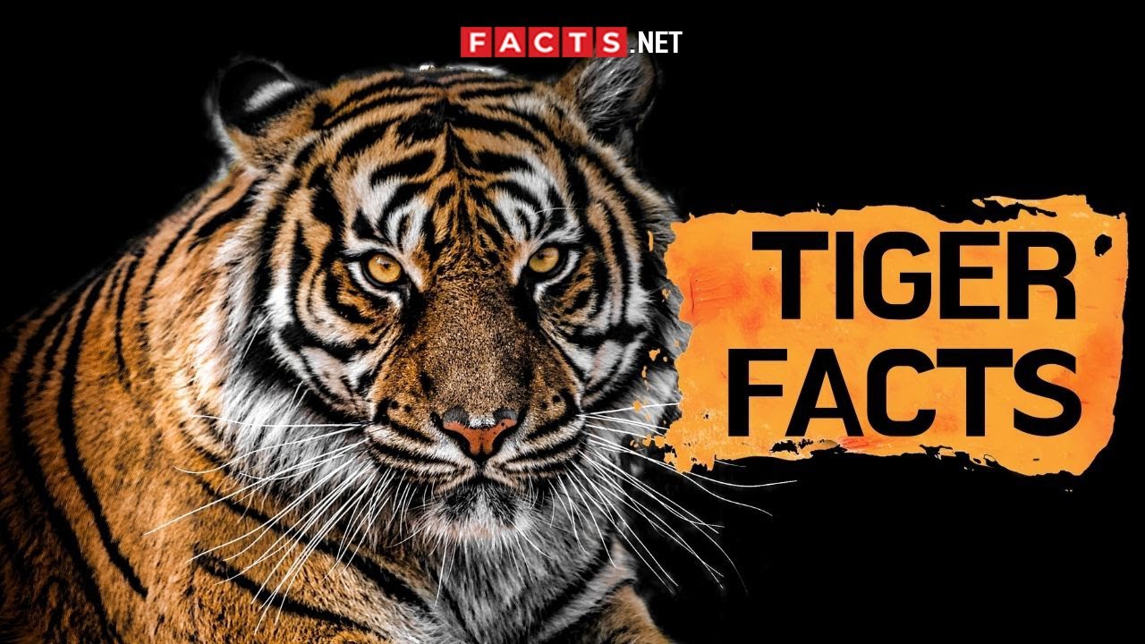 10 Unusual Tiger Facts Facts About Tigers