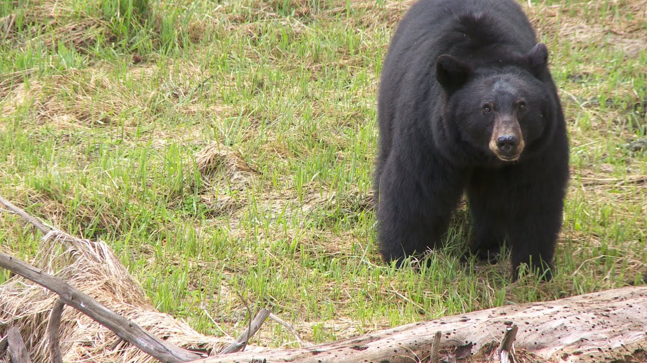 Black Bears Yosemite Nature Notes Episode 26 Youtube