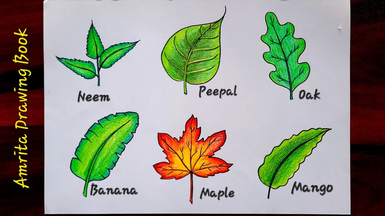 Different Types Of Leaves Drawing Six Leaves From Six Different