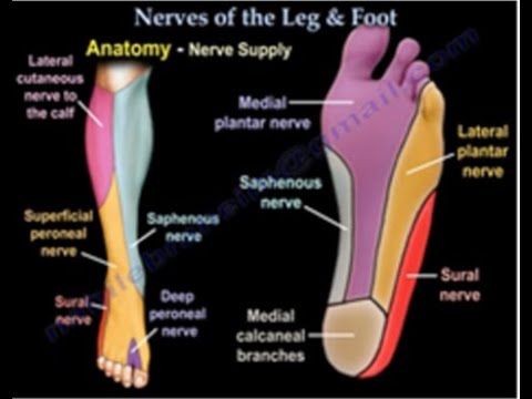 Nerves Of The Leg Anatomy