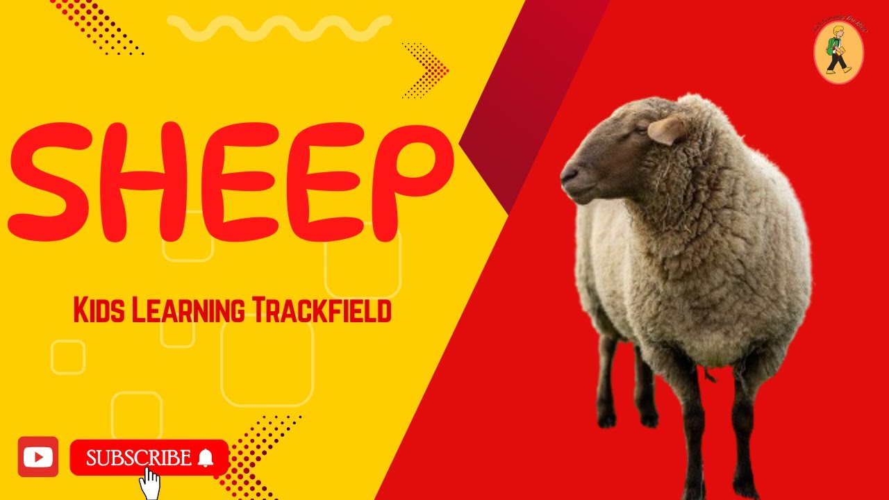 Sheep Youtube