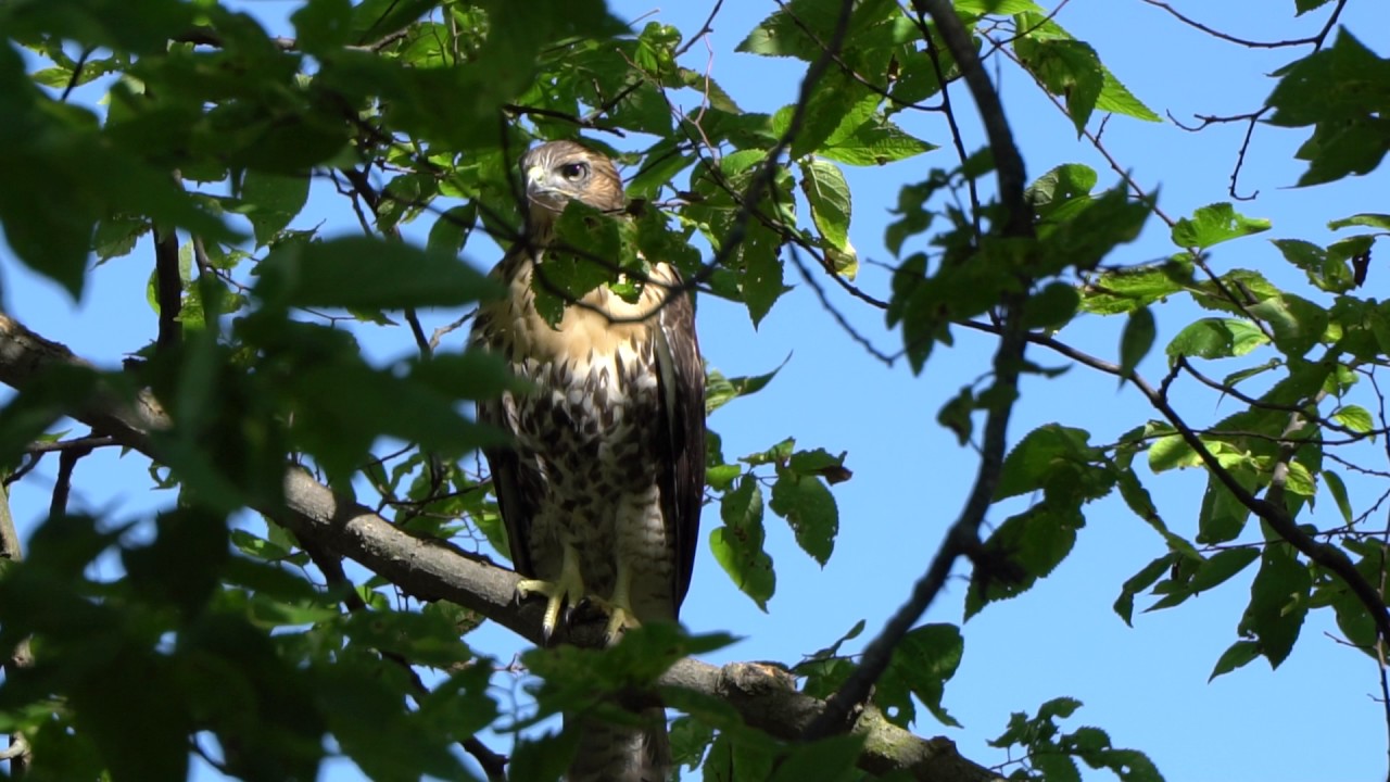 Red Tailed Hawk Youtube