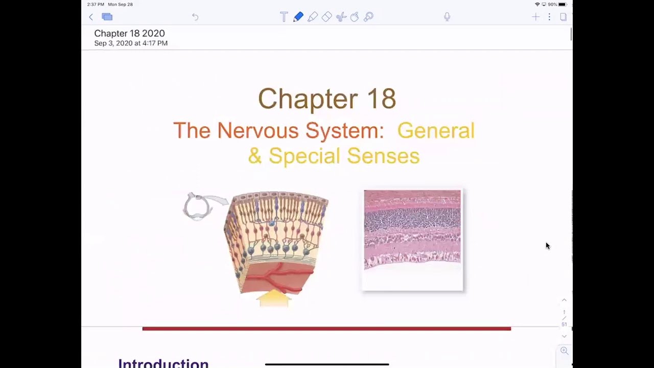 Anatomy Chapter 18 General Special Senses Youtube