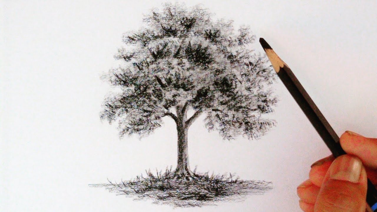 Easy Pencil Sketches Of Trees How To Draw Trees A Step By Step Guide