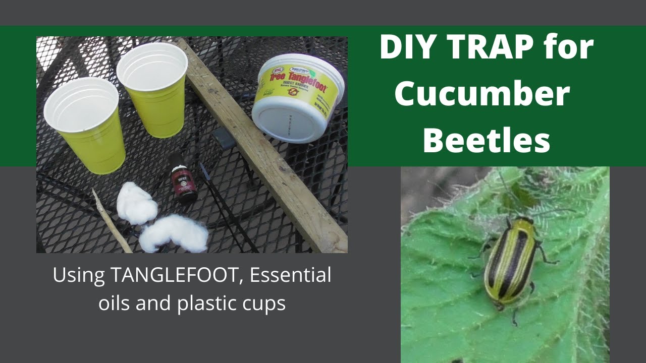 Diy Cucumber Beetle Trap Tanglefoot Essential Oils Pest Control