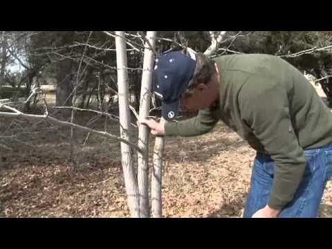 Why A Multi Stem Lilac Is Healthier How To Prune One