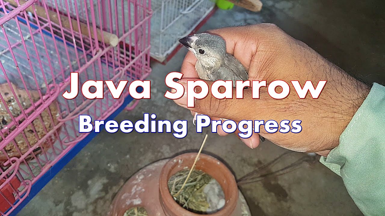 Java Sparrow Breeding Progress Java Breeding Information Java Finch